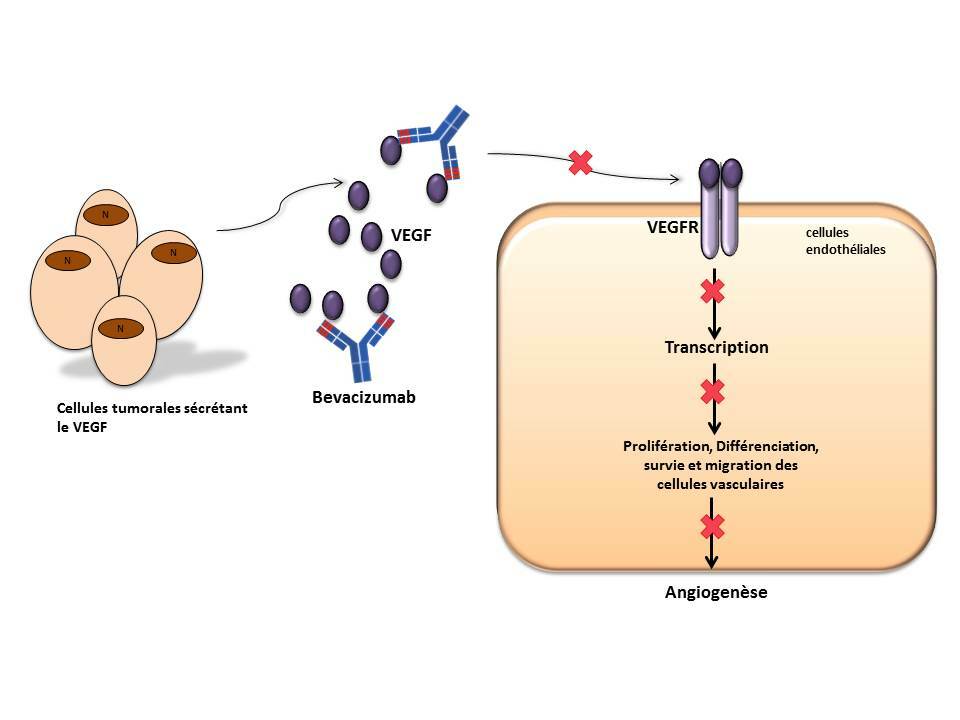 Bevacizumab (MVASI®) [Guide des anticorps monoclonaux à usage ...