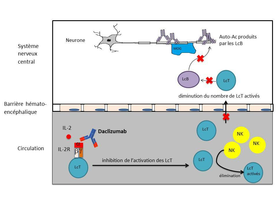 Daclizumab (ZINBRYTA®) [Guide des anticorps monoclonaux à usage ...