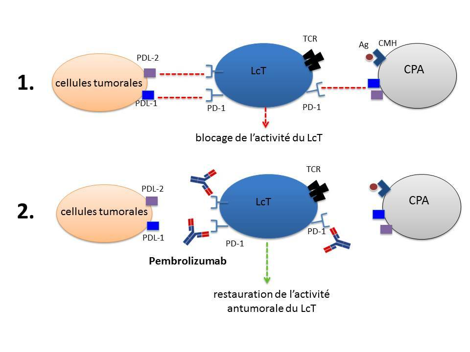 Pembrolizumab (KEYTRUDA®) [Guide des anticorps monoclonaux à usage ...