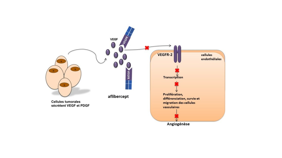 Aflibercept (ZALTRAP®, EYLEA®) [Guide des anticorps monoclonaux à usage ...