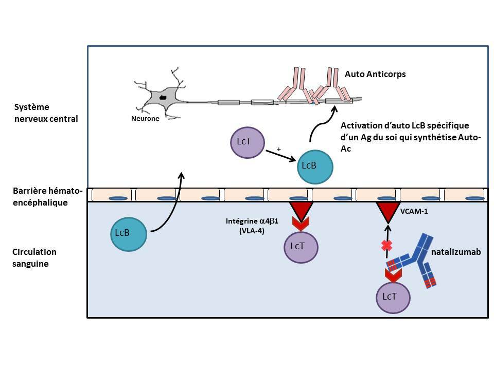 Natalizumab (TYSABRI®) [Guide des anticorps monoclonaux à usage ...